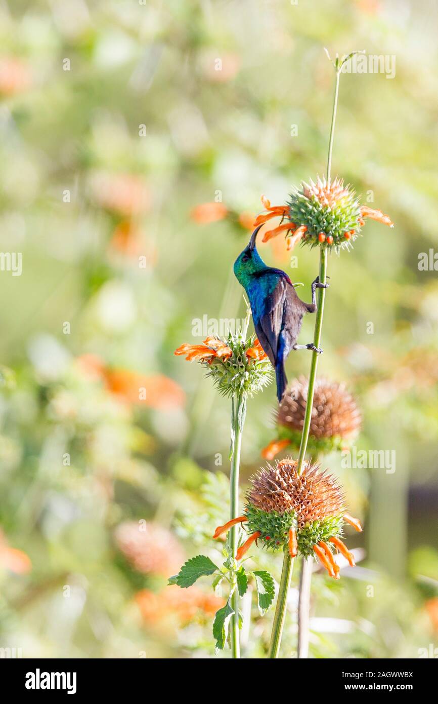 A single adult male Purple-banded sunbird on flower stems, side view ...