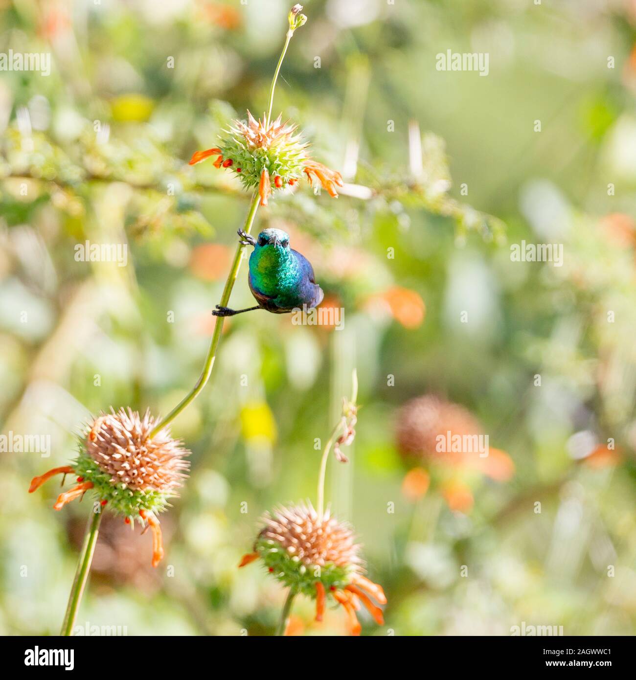 A single adult male Purple-banded sunbird on flower stems, front head ...