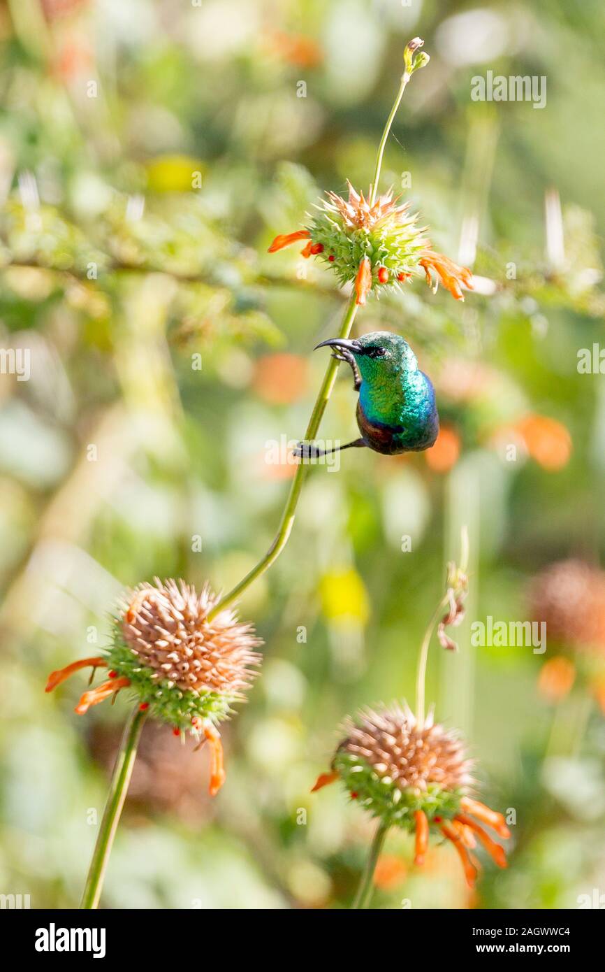 A single adult male Purple-banded sunbird on flower stems, front head ...