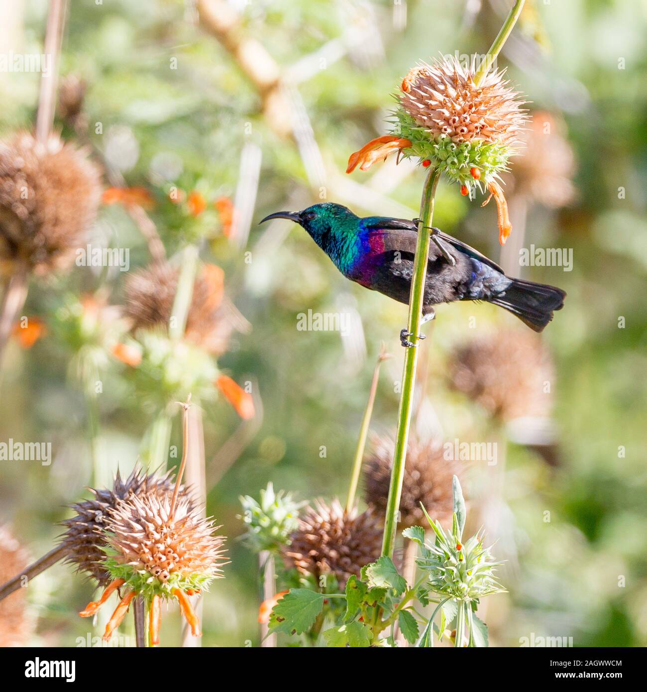 A single adult male Purple-banded sunbird on flower stems, under side ...