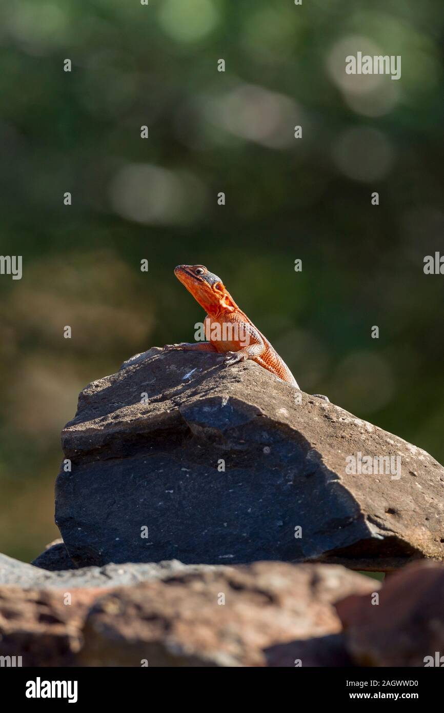 East african rainbow lizard hi-res stock photography and images - Alamy