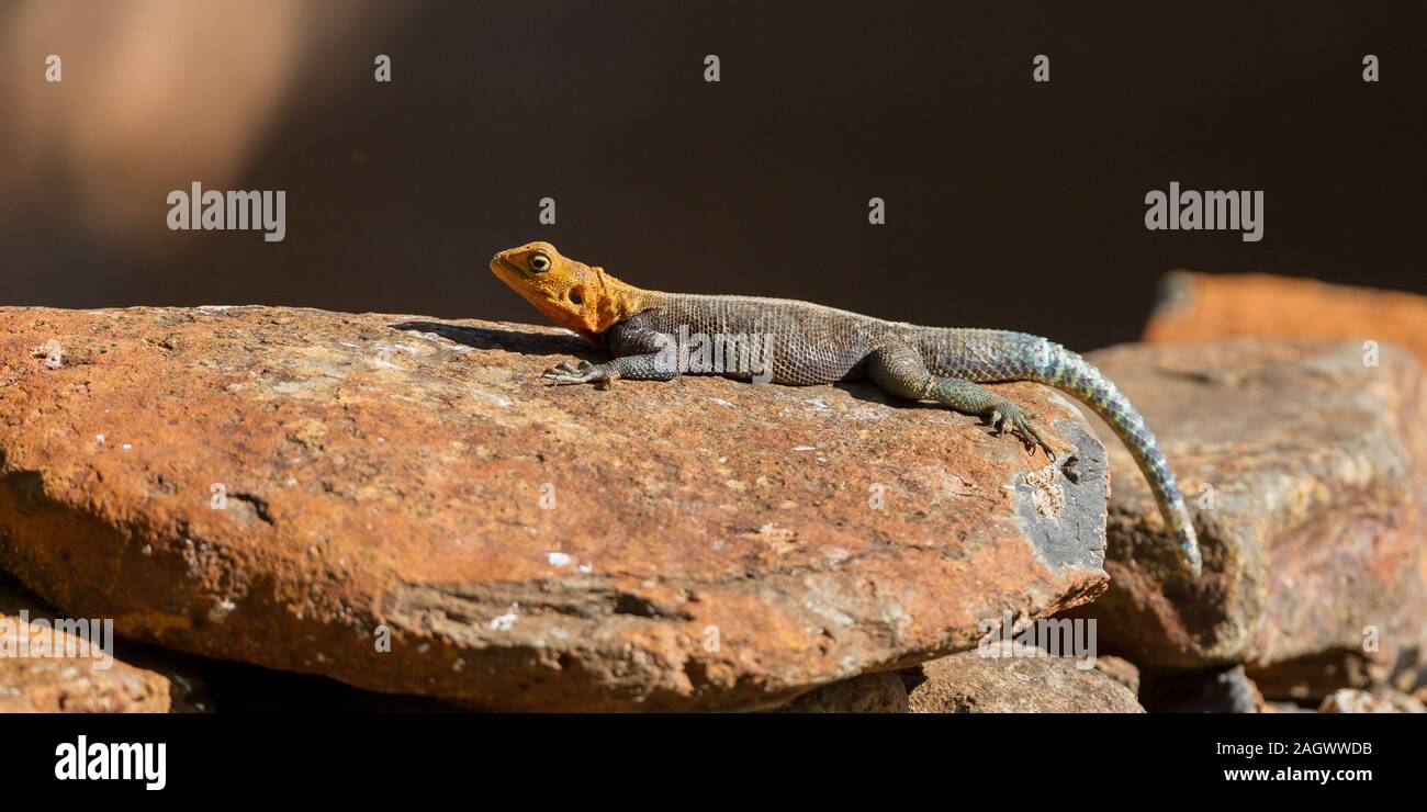 Kenyan Rock Agama High Resolution Stock Photography and Images - Alamy