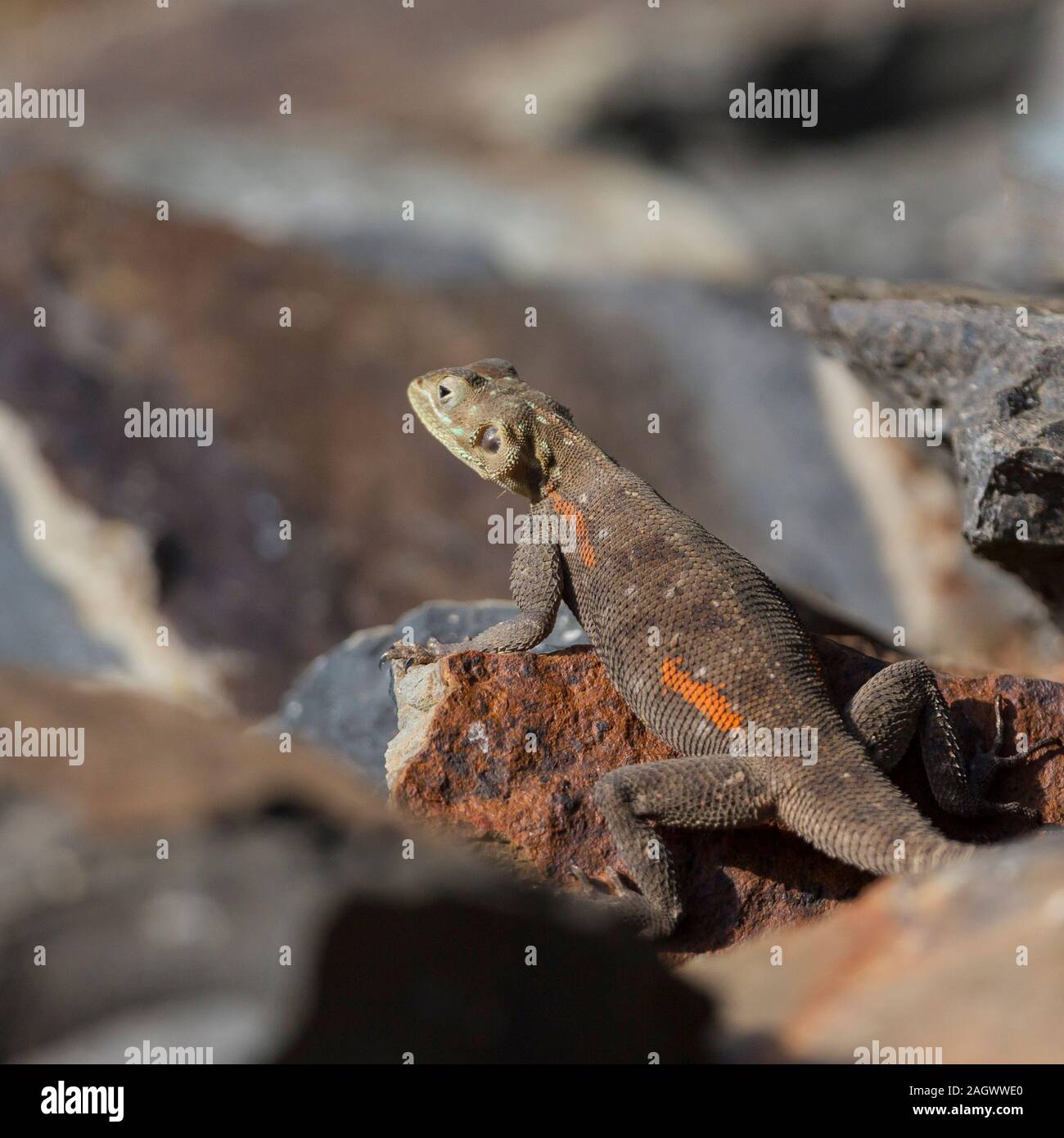 A single female lizard, Common agama,red-headed rock agama,rainbow ...