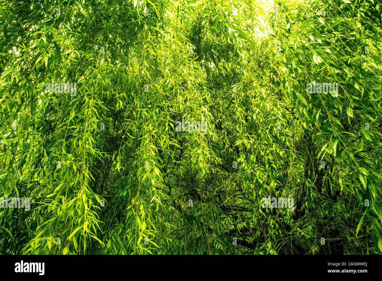 Hanging Vines High Resolution Stock Photography and Images - Alamy