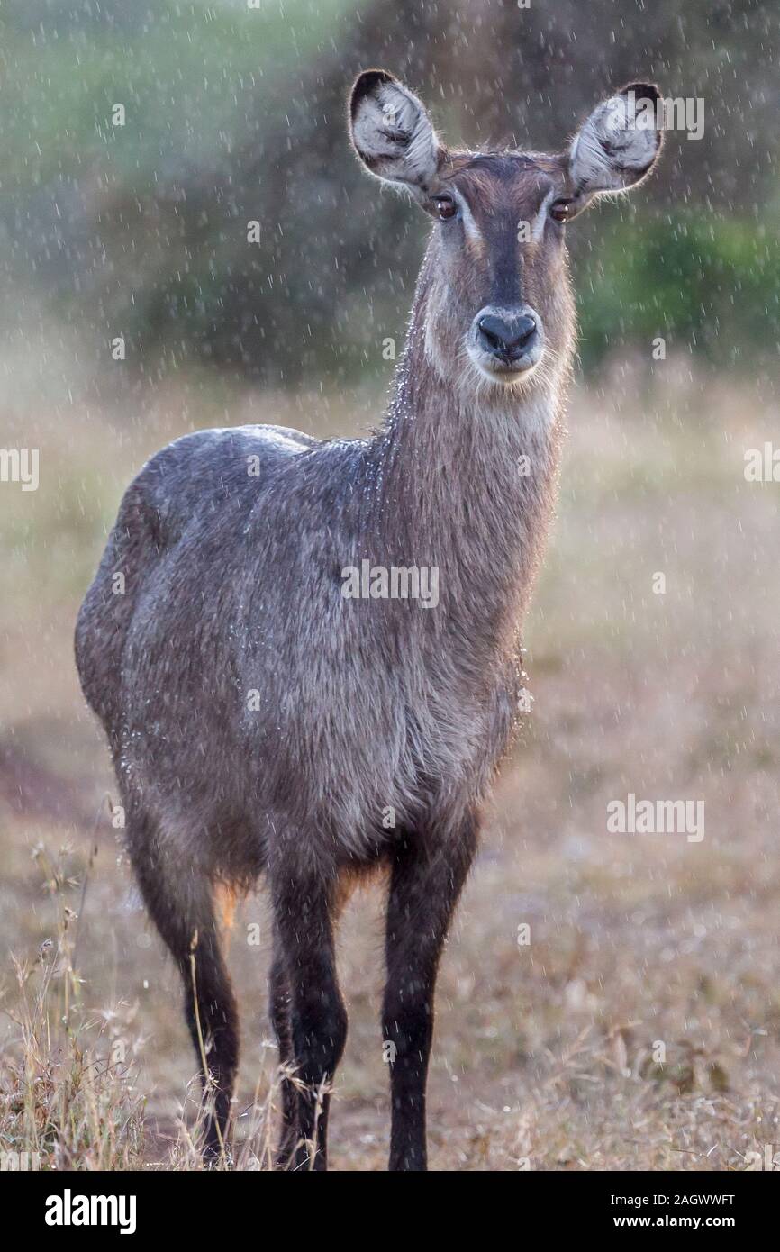 A waterbuck face on hi-res stock photography and images - Alamy