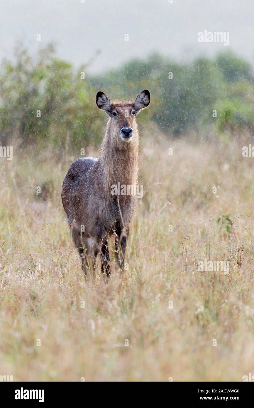 A waterbuck face on hi-res stock photography and images - Alamy