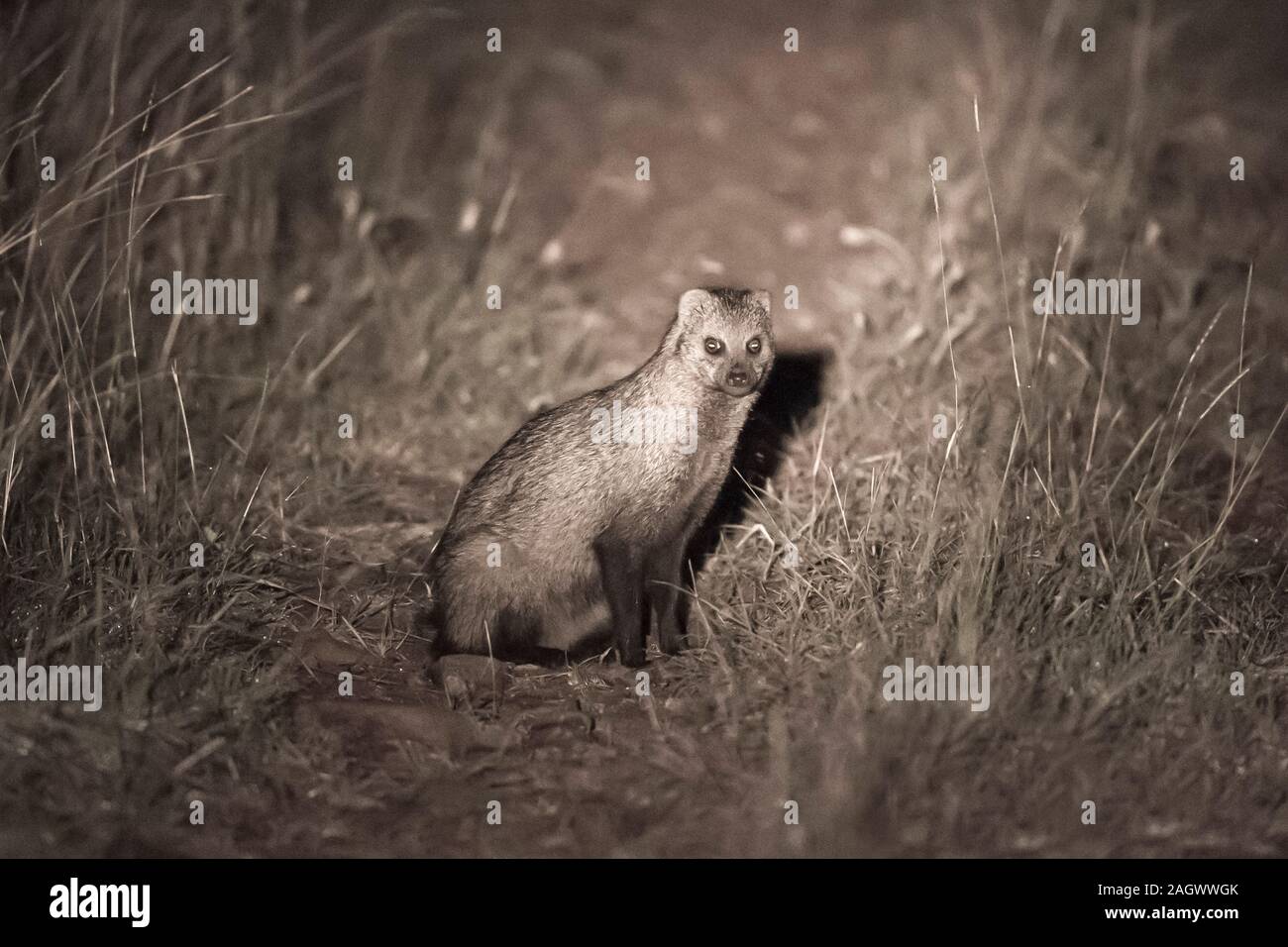 A single Banded mongoose, ISO6400, on a track at night, Mungos mungo ...