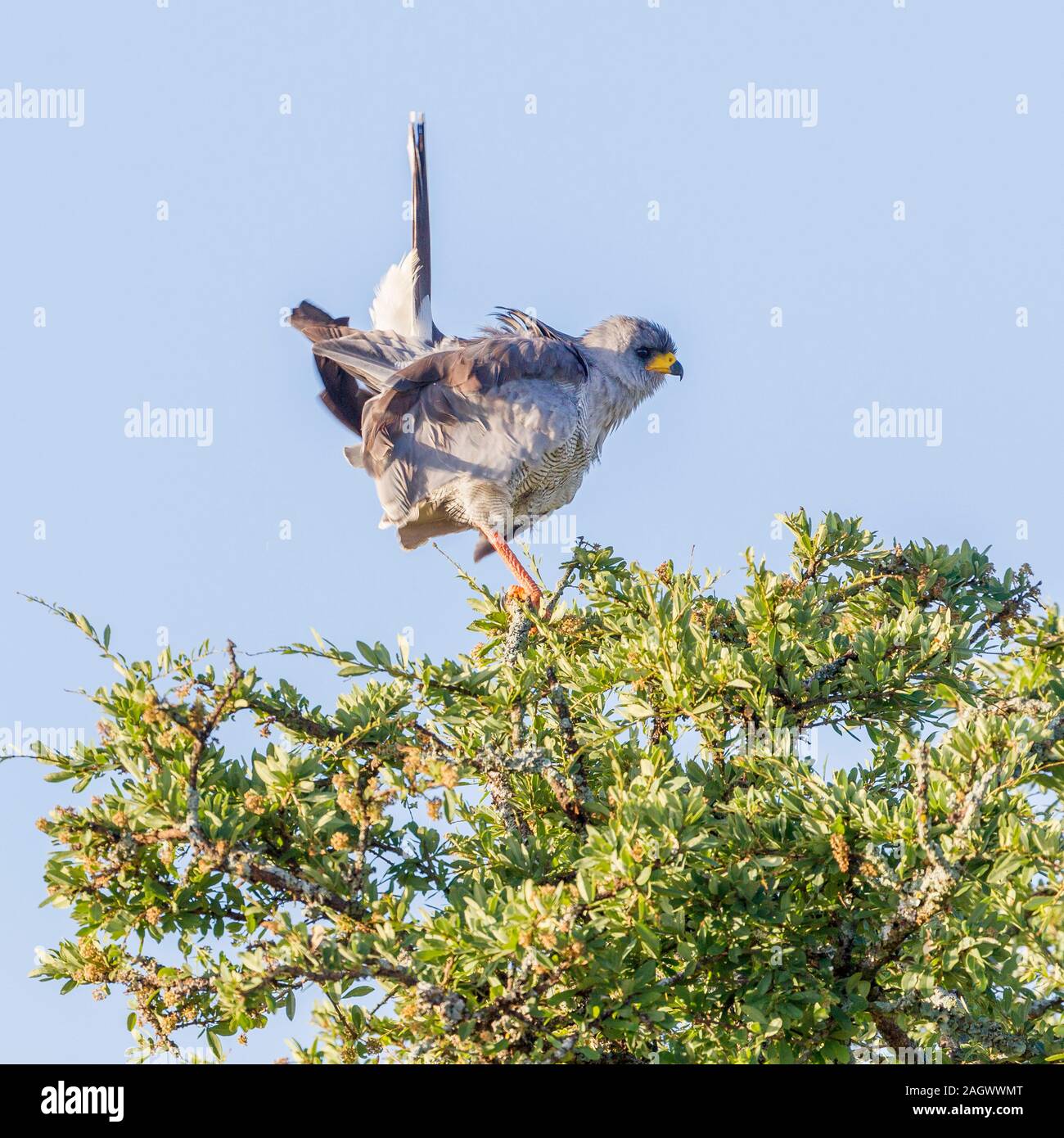 Ruffled tail hi-res stock photography and images - Alamy