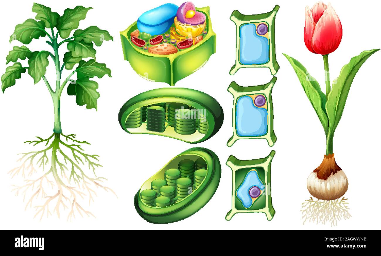 Diagram showing plant and plant cell illustration Stock Vector Image ...
