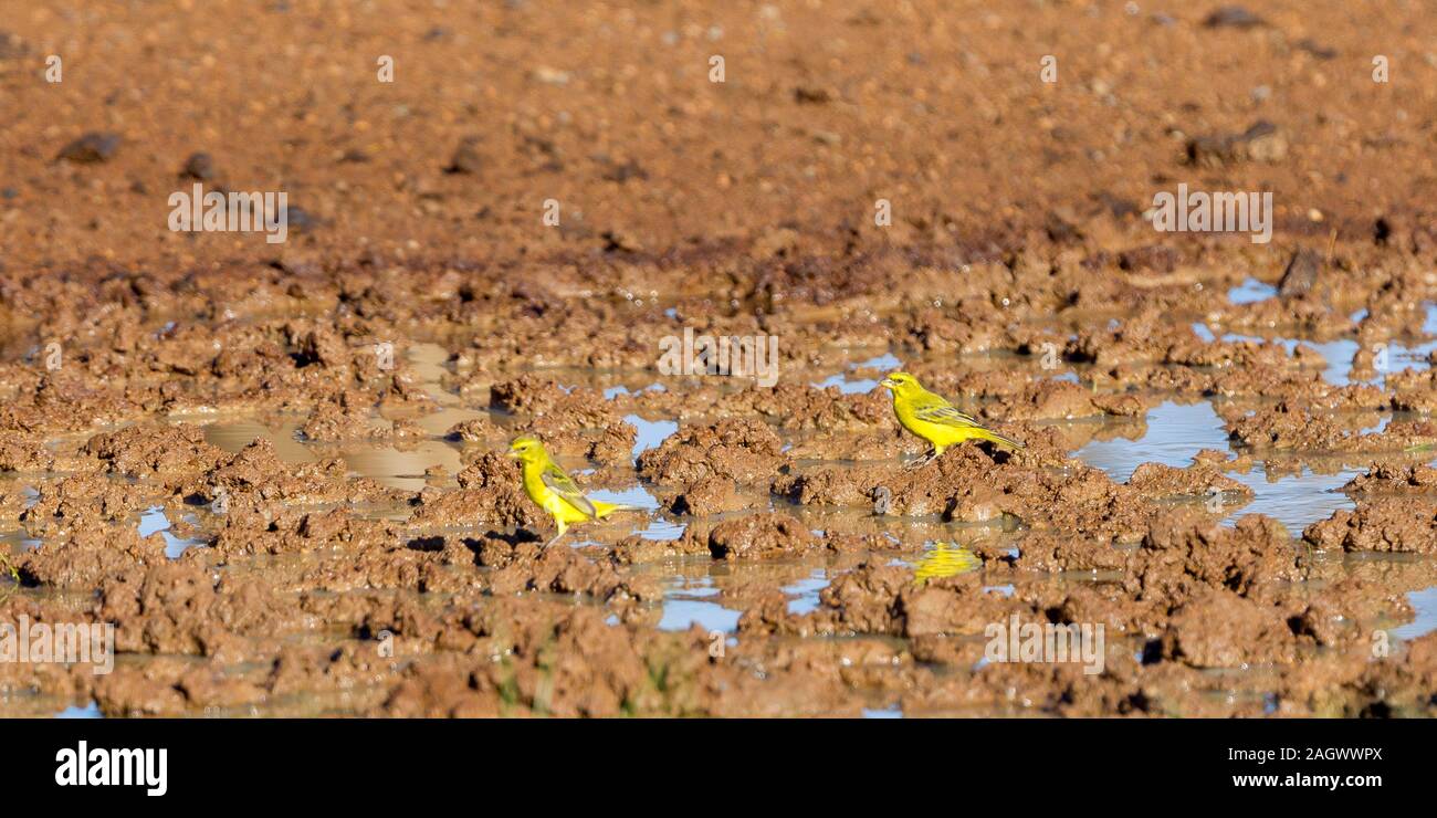 Male Brimstone Canary,Crithagra sulphurata, feeding, previously ...