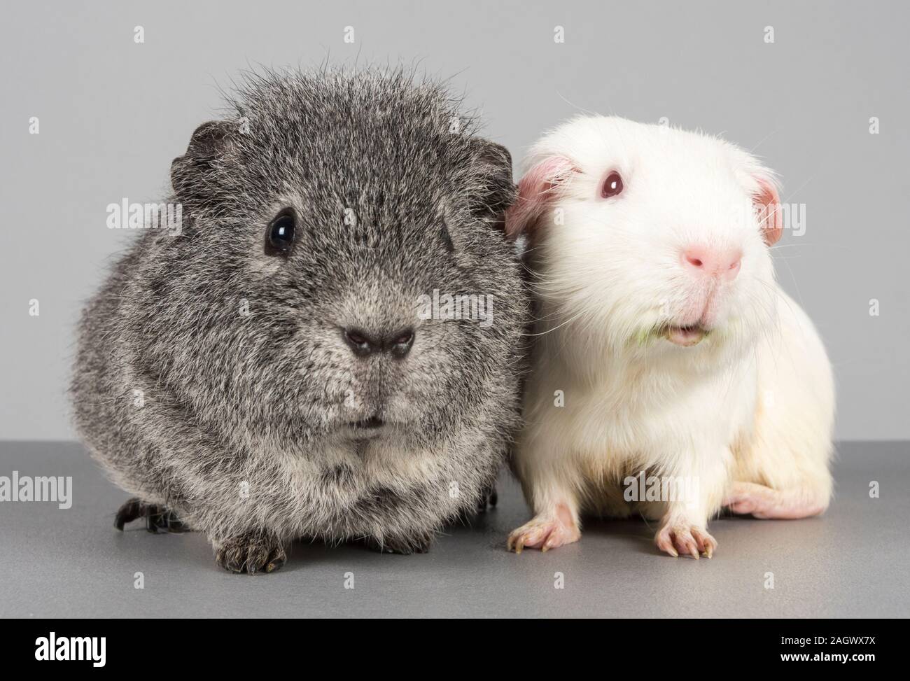 Pig cuddling hi-res stock photography and images - Alamy
