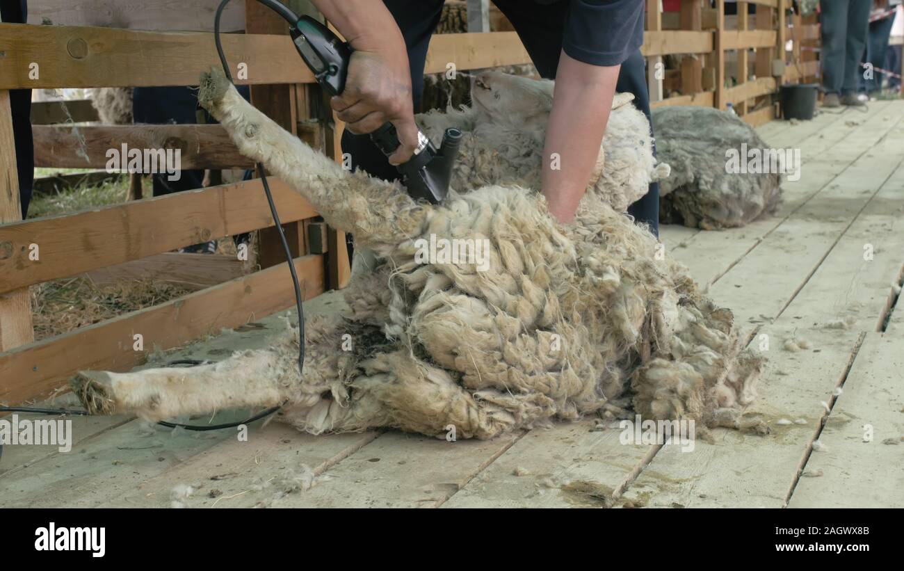 Men shearer shearing sheep at agricultural show in competition ...