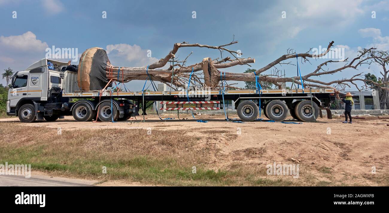 Articulated flatbed rig delivering trees to a new site. panoramic Stock ...