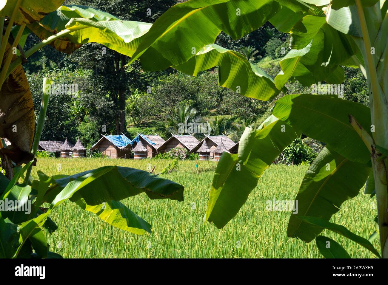 Rice field house hi-res stock photography and images - Alamy