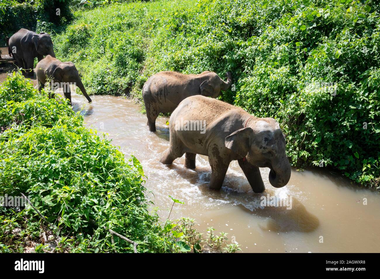 Asian elephants thailand hi-res stock photography and images - Alamy