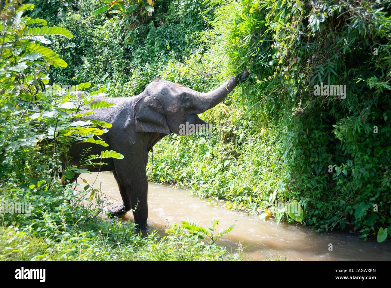 Elephant Eating Leaves
