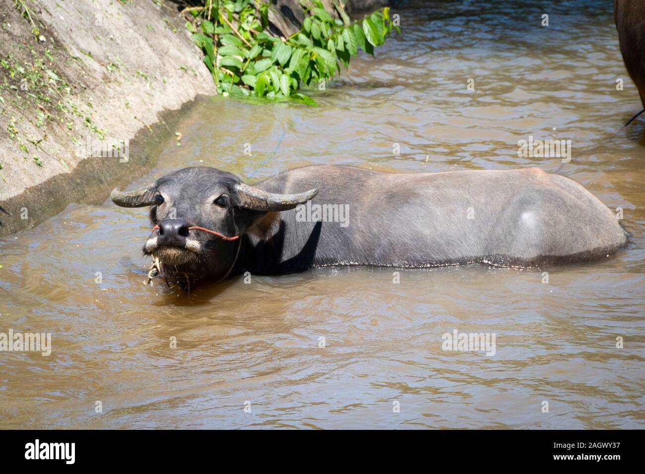 Buffalo bathing in river hi-res stock photography and images - Alamy