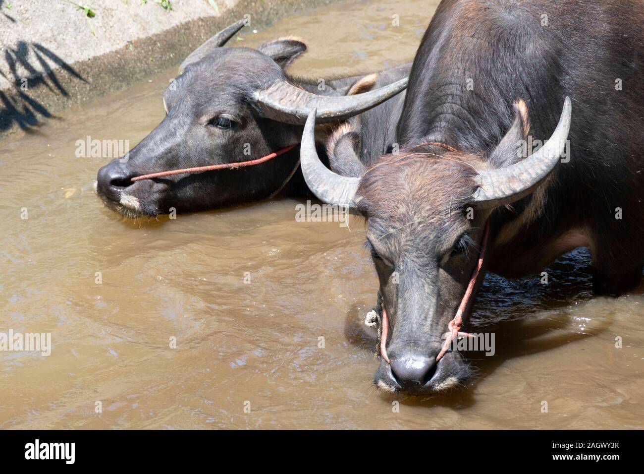 Buffalo bathing in river hi-res stock photography and images - Alamy