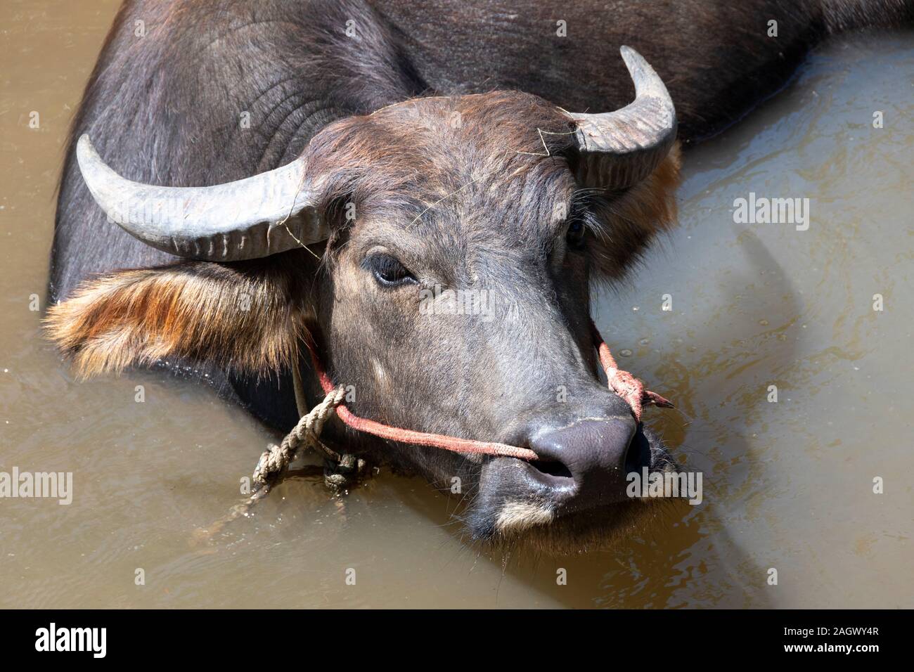 Water buffalo in river hi-res stock photography and images - Alamy