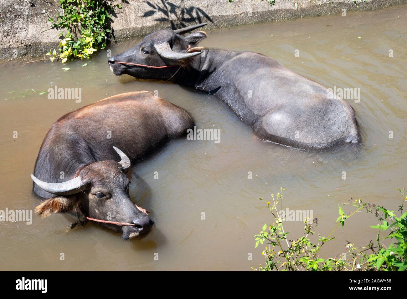 Domestic asian water buffalo hi-res stock photography and images - Alamy