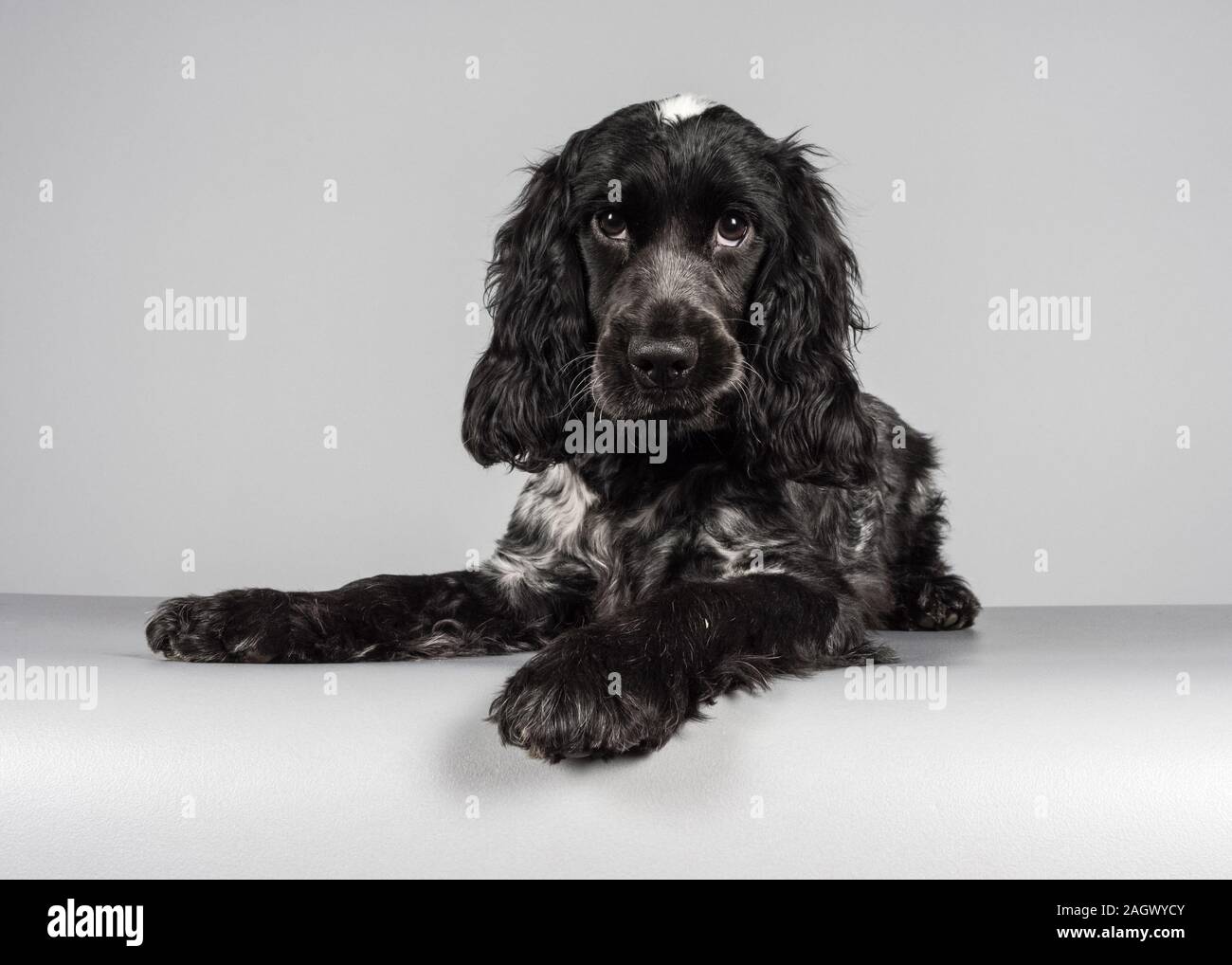 Blue roan cocker spaniel hi-res stock photography and images - Alamy