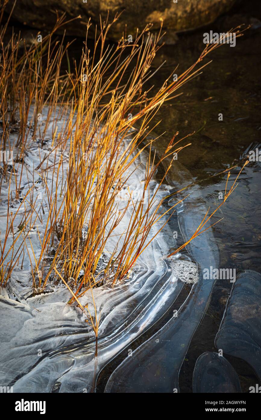 Grass Growing Through Ice Stock Photo - Alamy