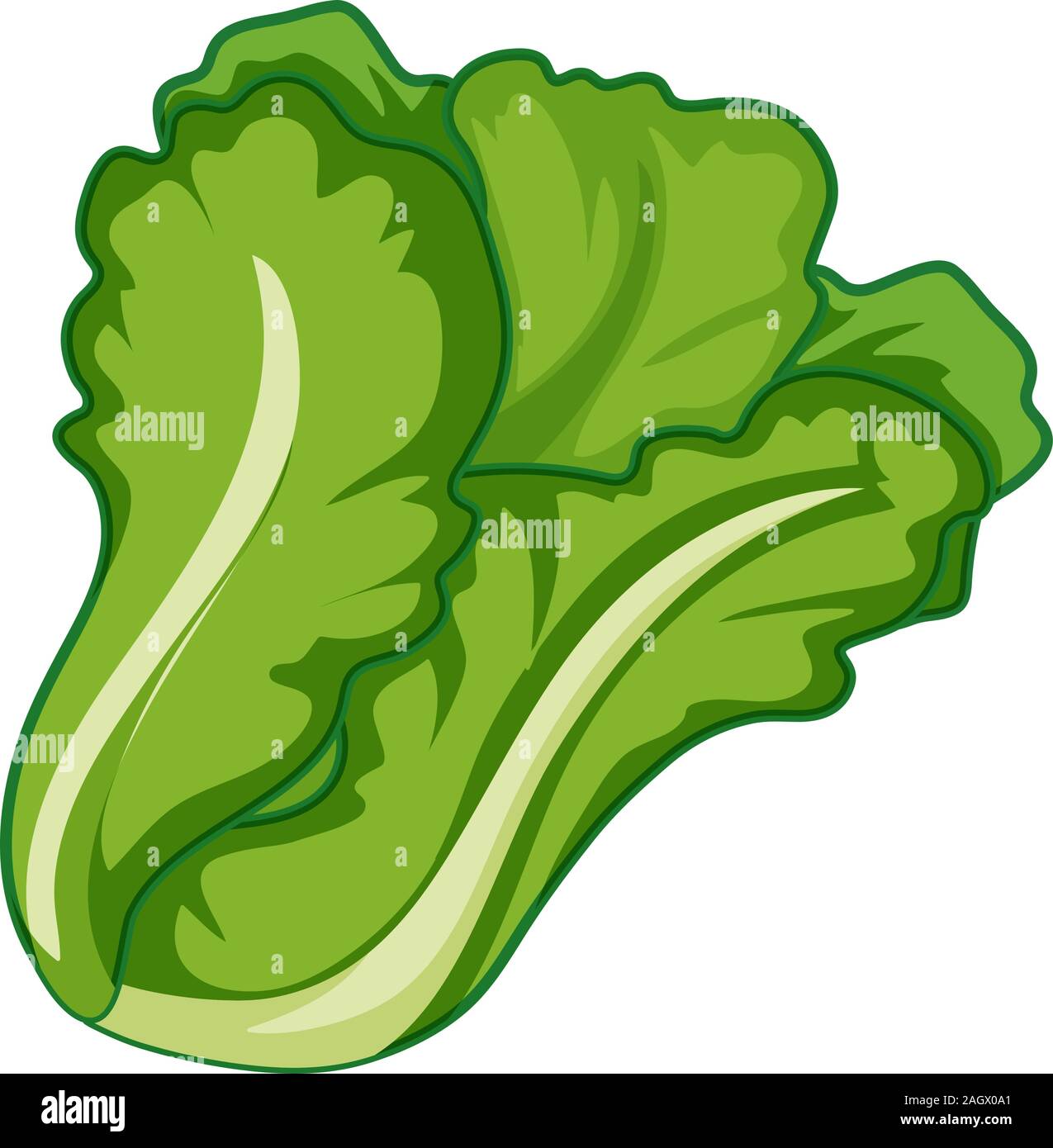 Green lettuce on white background illustration Stock Vector Image & Art ...