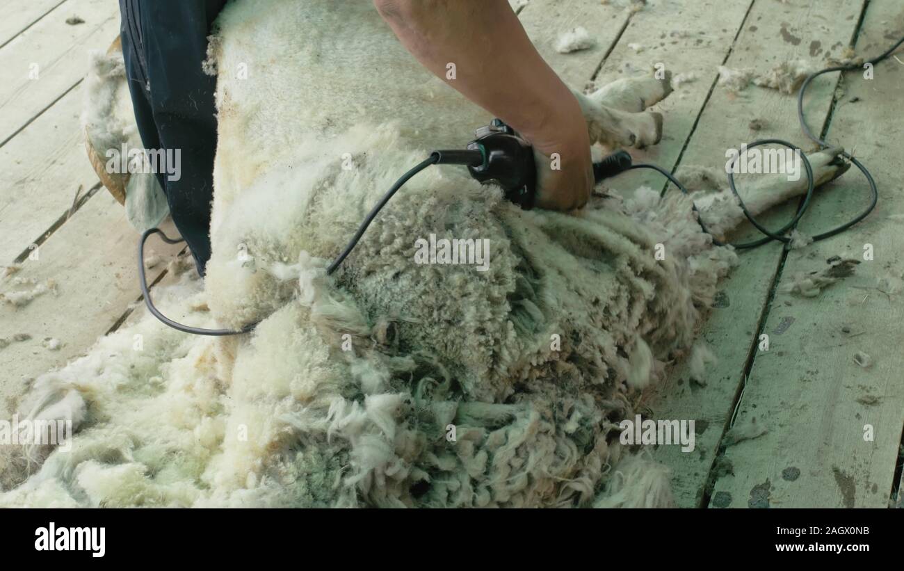 Grass cutting sheep hi-res stock photography and images - Alamy