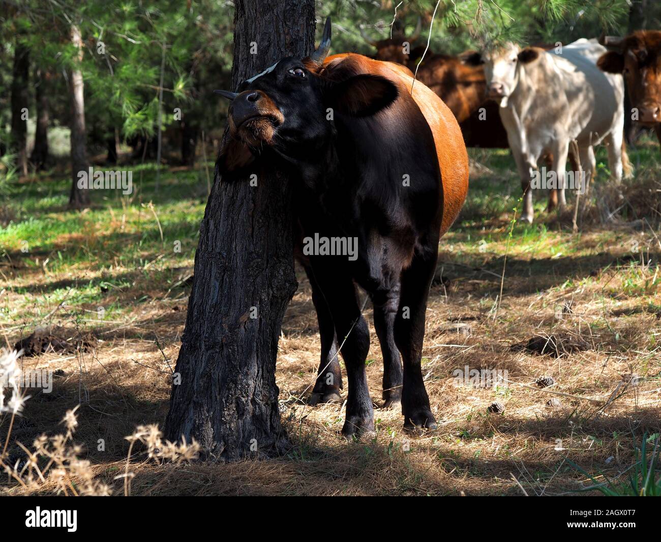 Big bull hi-res stock photography and images - Alamy