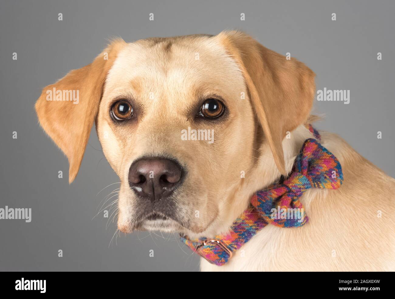 Yellow Labrador, female, 2 years, UK Stock Photo - Alamy