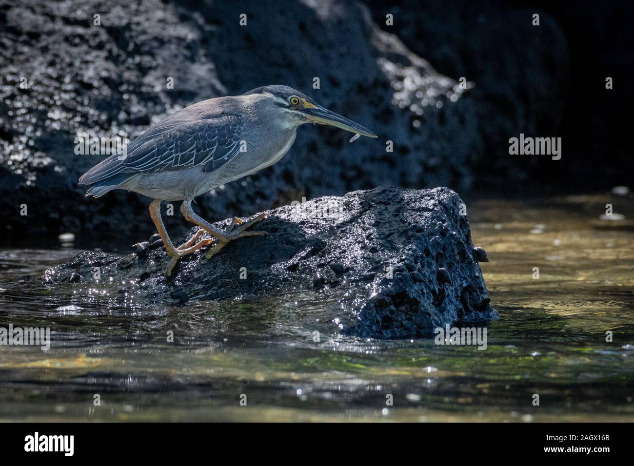 Mauritius bird hi-res stock photography and images - Alamy