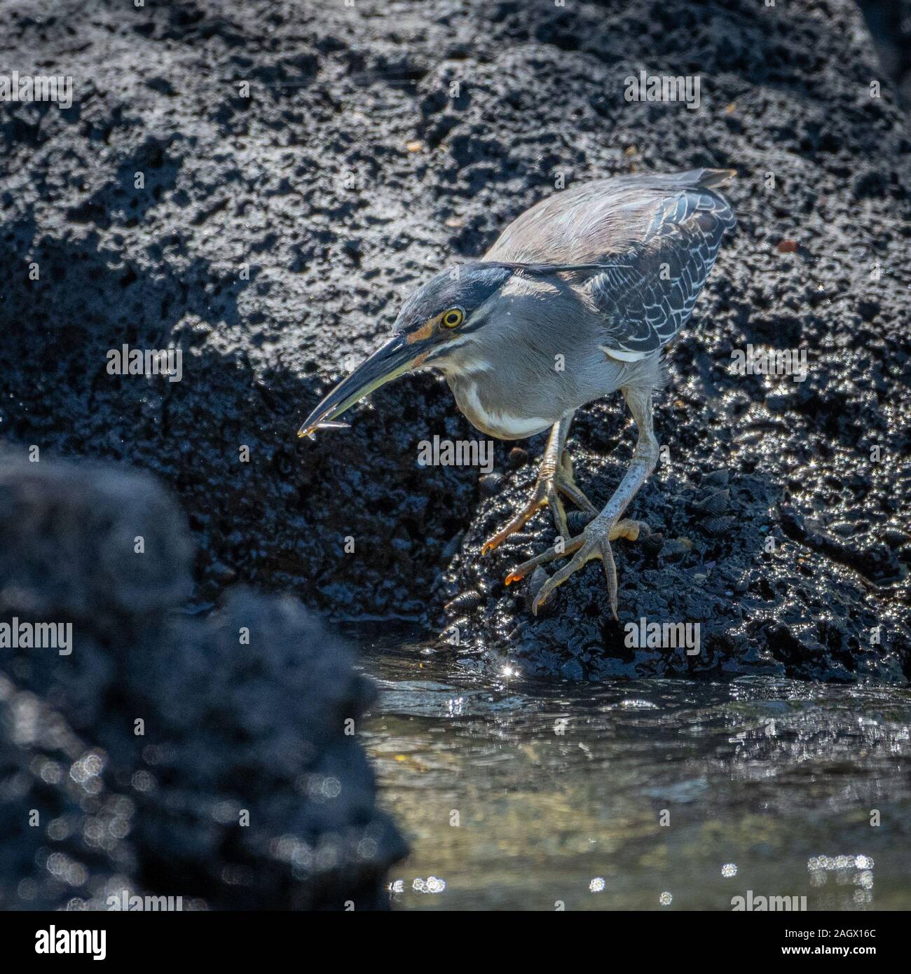 Mauritius bird hi-res stock photography and images - Alamy