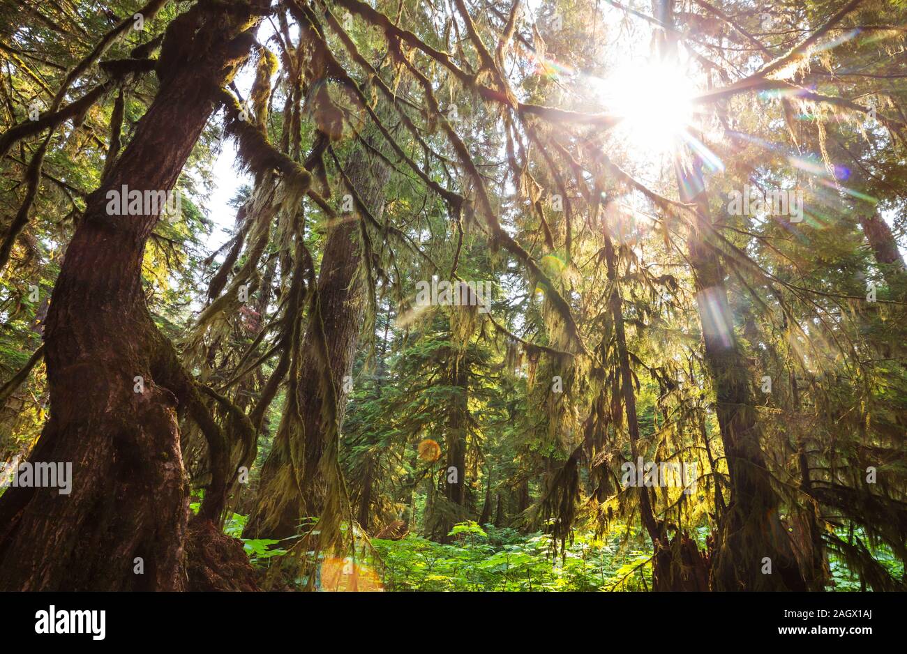 Rain forest with dense vegetation Stock Photo - Alamy