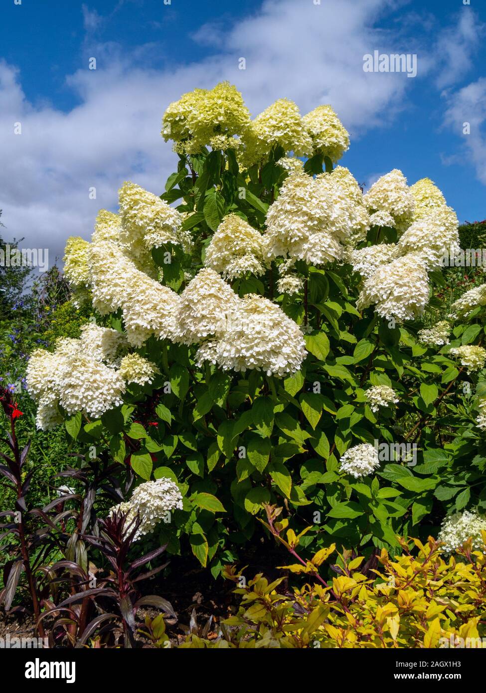 Hydrangea Paniculata Limelight