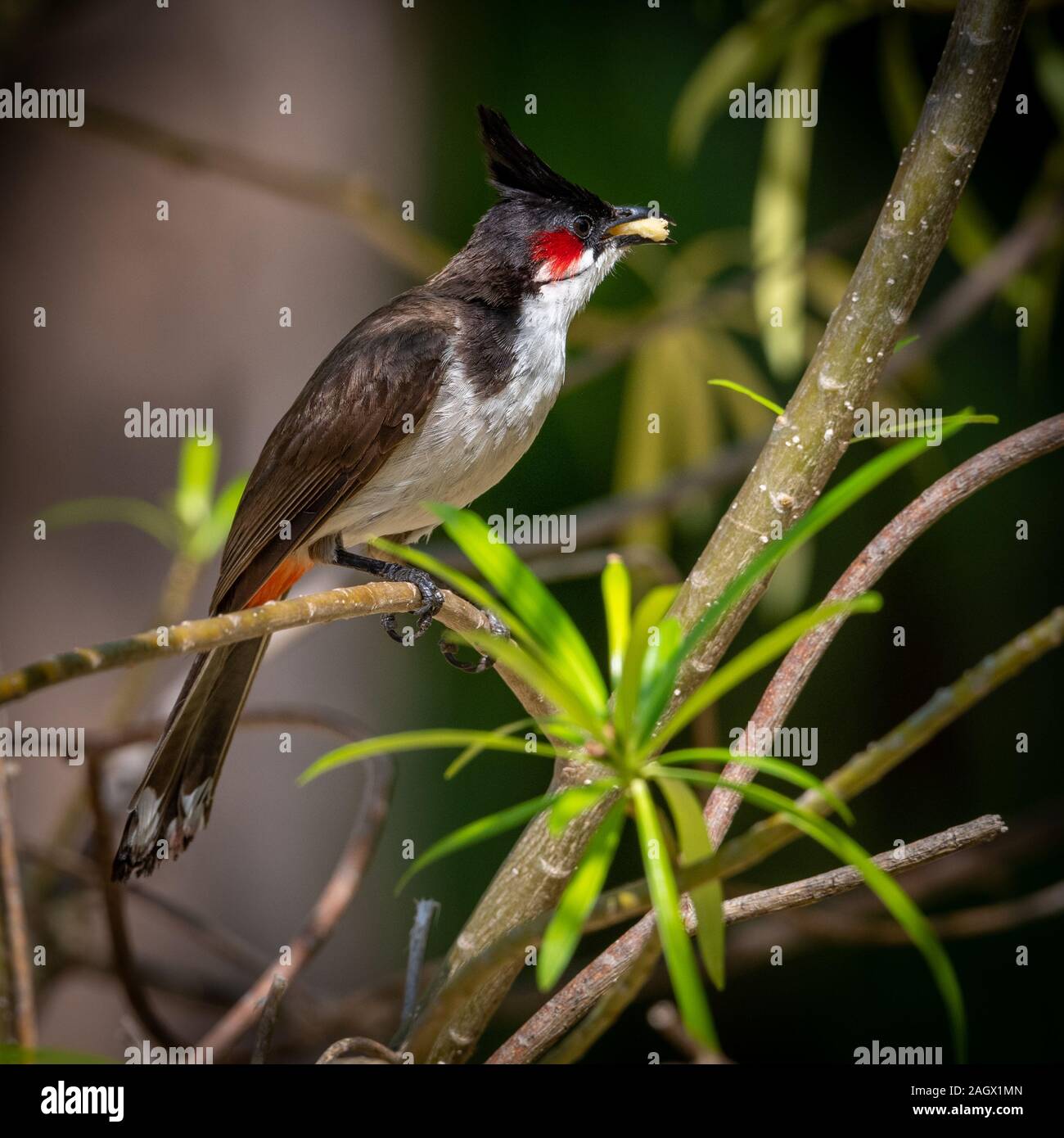 Red-Whiskered Bulbul (Pycnonotus jocosus Stock Photo - Alamy