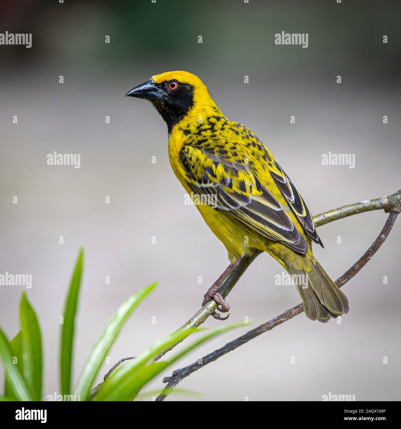 Social weaver bird hi-res stock photography and images - Alamy