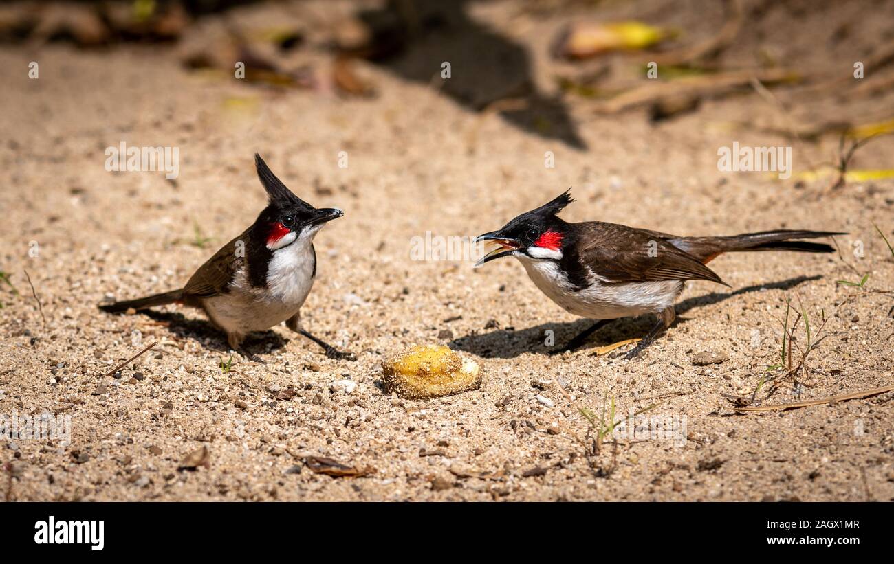 Pycnonotus jocosus red whiskered hi-res stock photography and images ...