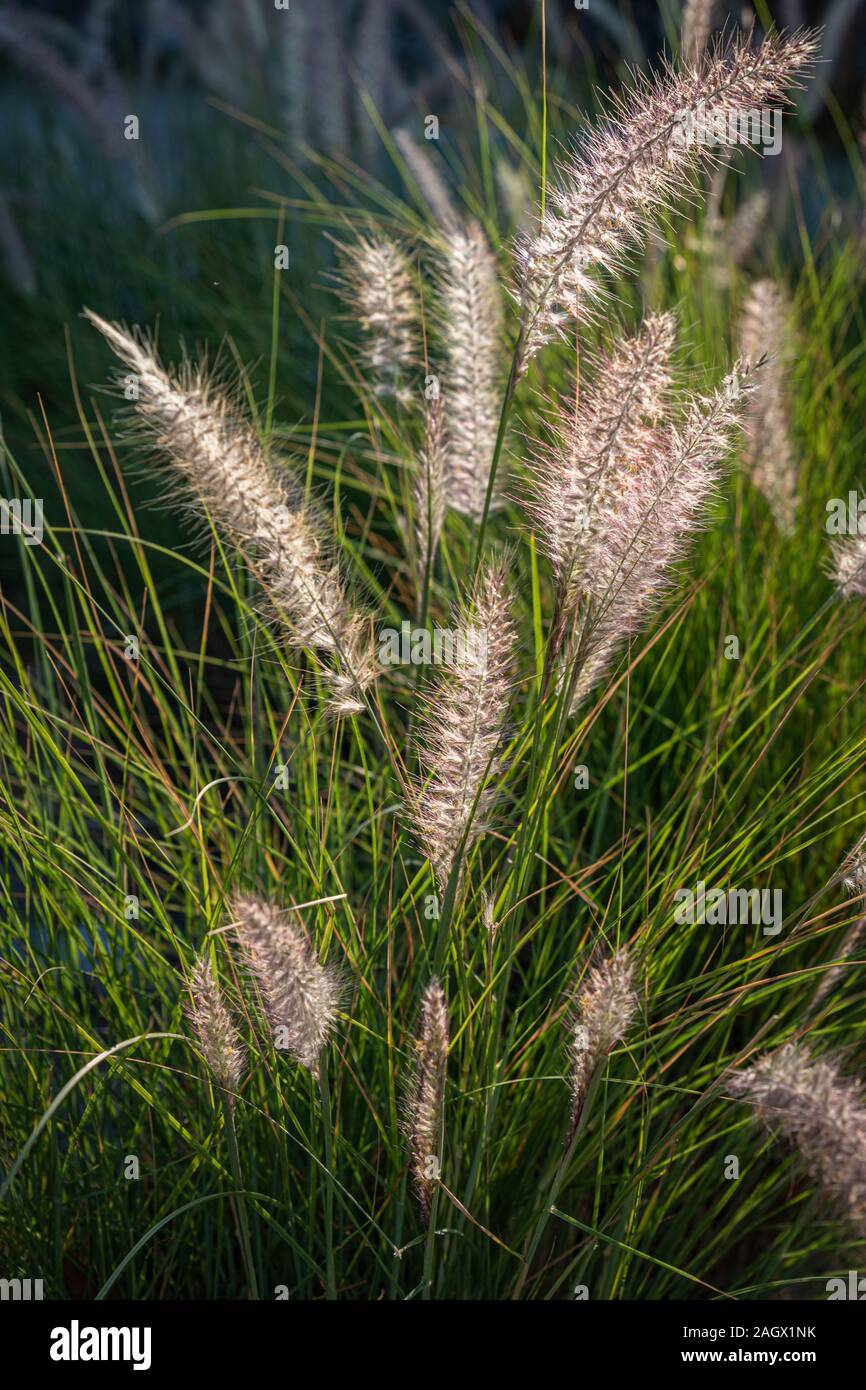 Exotic grasses hi-res stock photography and images - Alamy