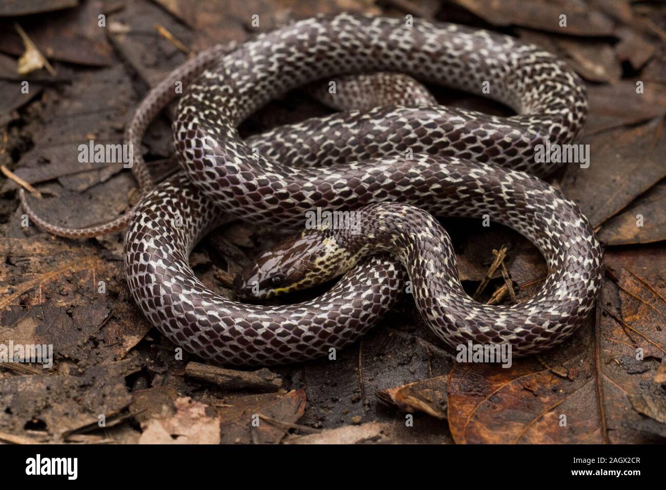 Lycodon capucinus hi-res stock photography and images - Alamy