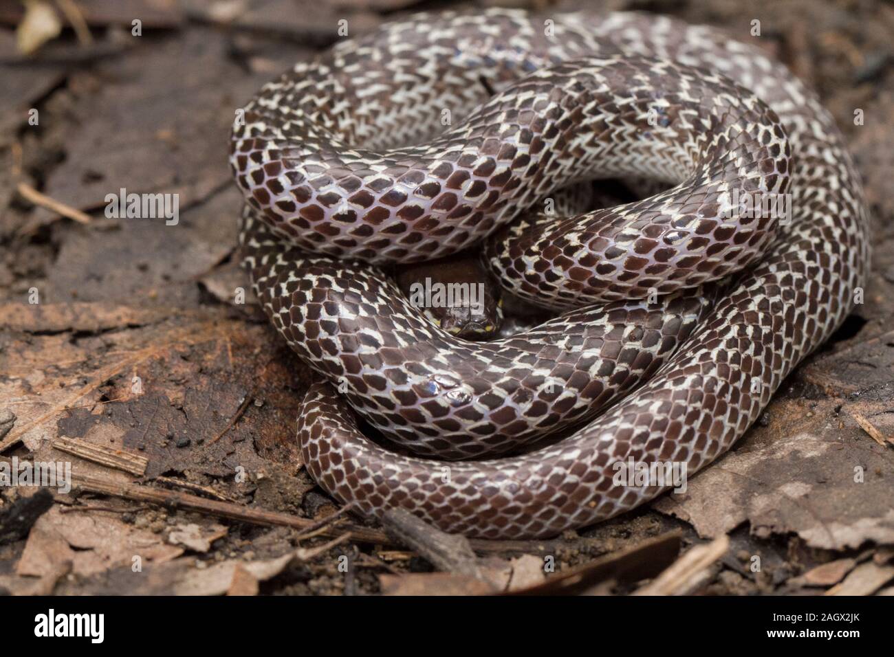 Fauna in the mountains of thailand hi-res stock photography and images ...
