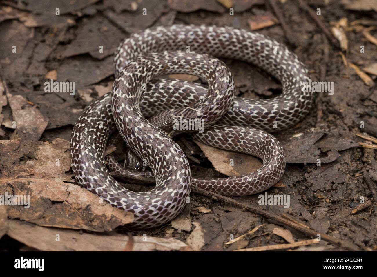 Fauna in the mountains of thailand hi-res stock photography and images ...