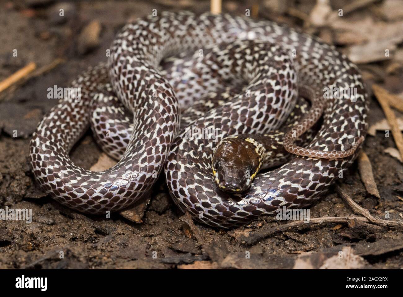 Oriental wolfsnake (Lycodon capucinus) found in tropical forest Though ...