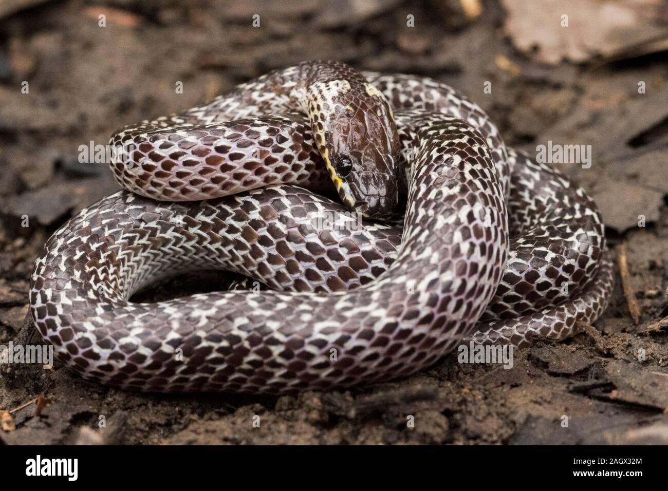 Oriental wolfsnake (Lycodon capucinus) found in tropical forest Though ...
