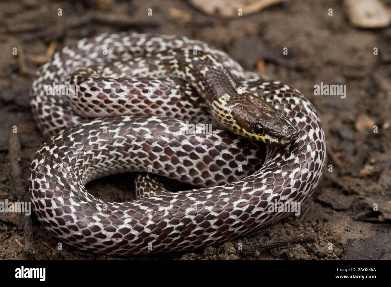 Oriental wolfsnake (Lycodon capucinus) found in tropical forest Though ...