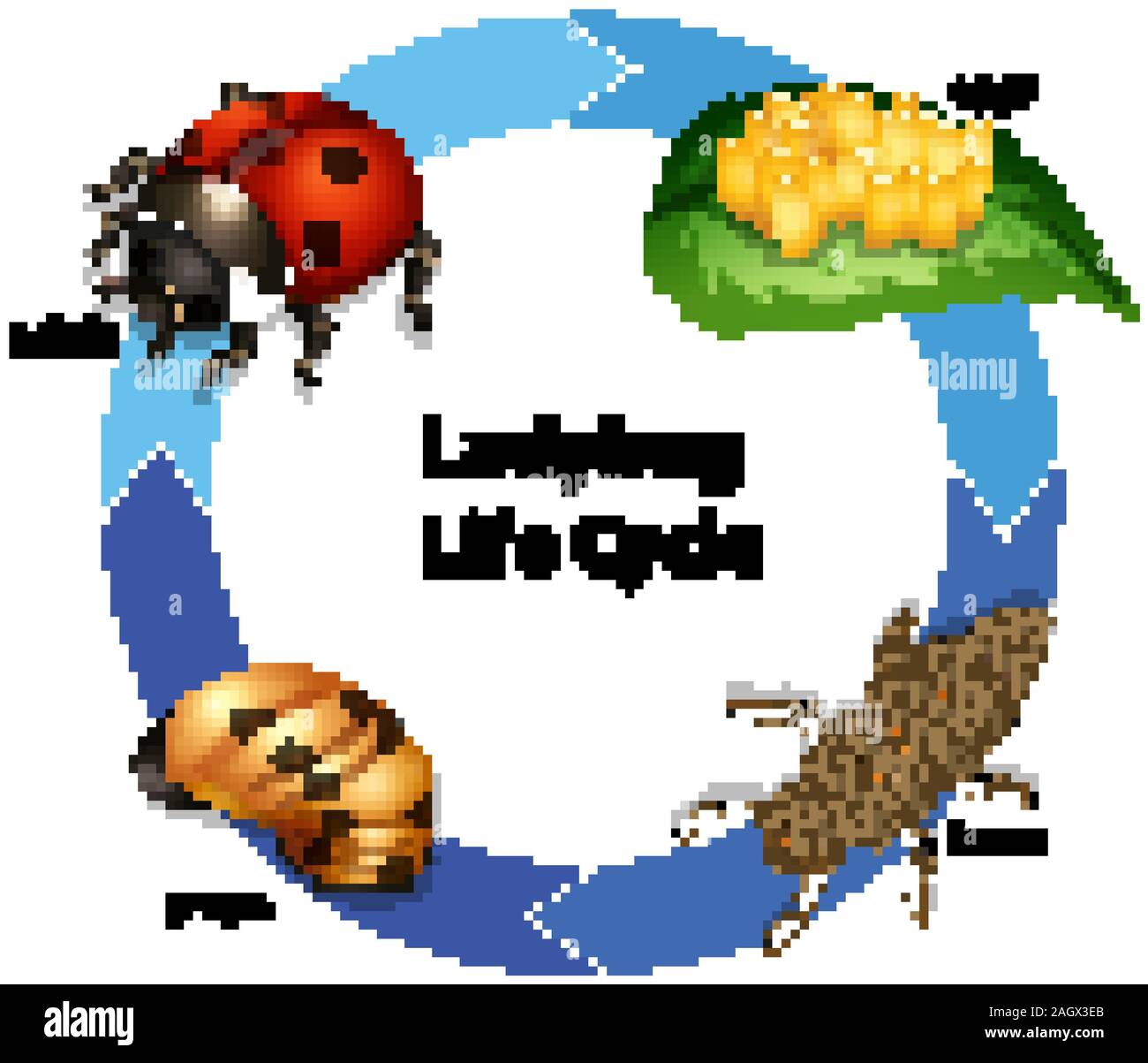 Diagram showing life cycle of ladybug illustration Stock Vector Image ...