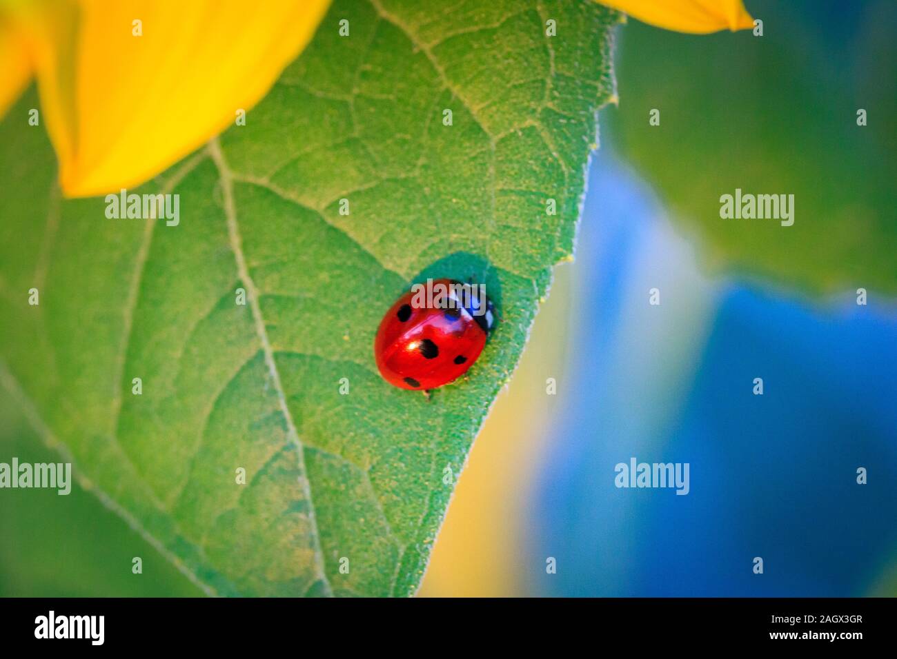 Macro of ladybug on a blade of sunflower n the morning sun Ladybug ...