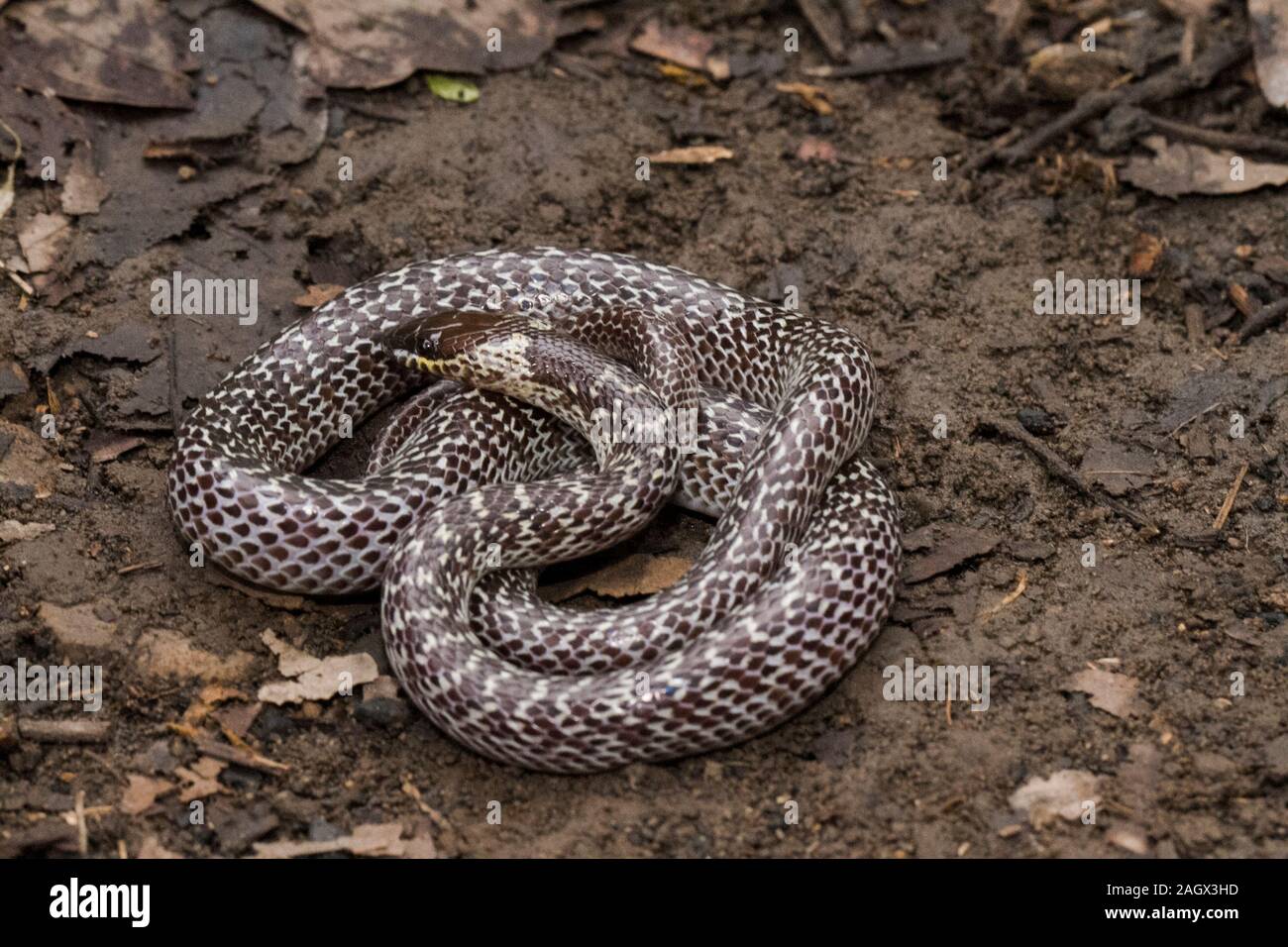 Oriental wolfsnake (Lycodon capucinus) found in tropical forest Though ...