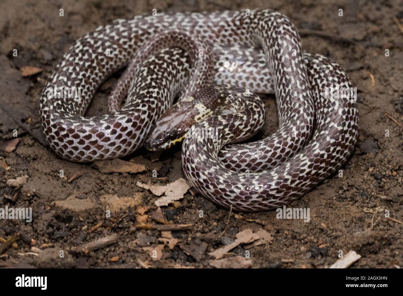Oriental wolfsnake (Lycodon capucinus) found in tropical forest Though ...