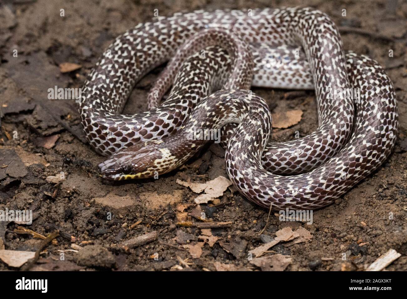 Fauna in the mountains of thailand hi-res stock photography and images ...