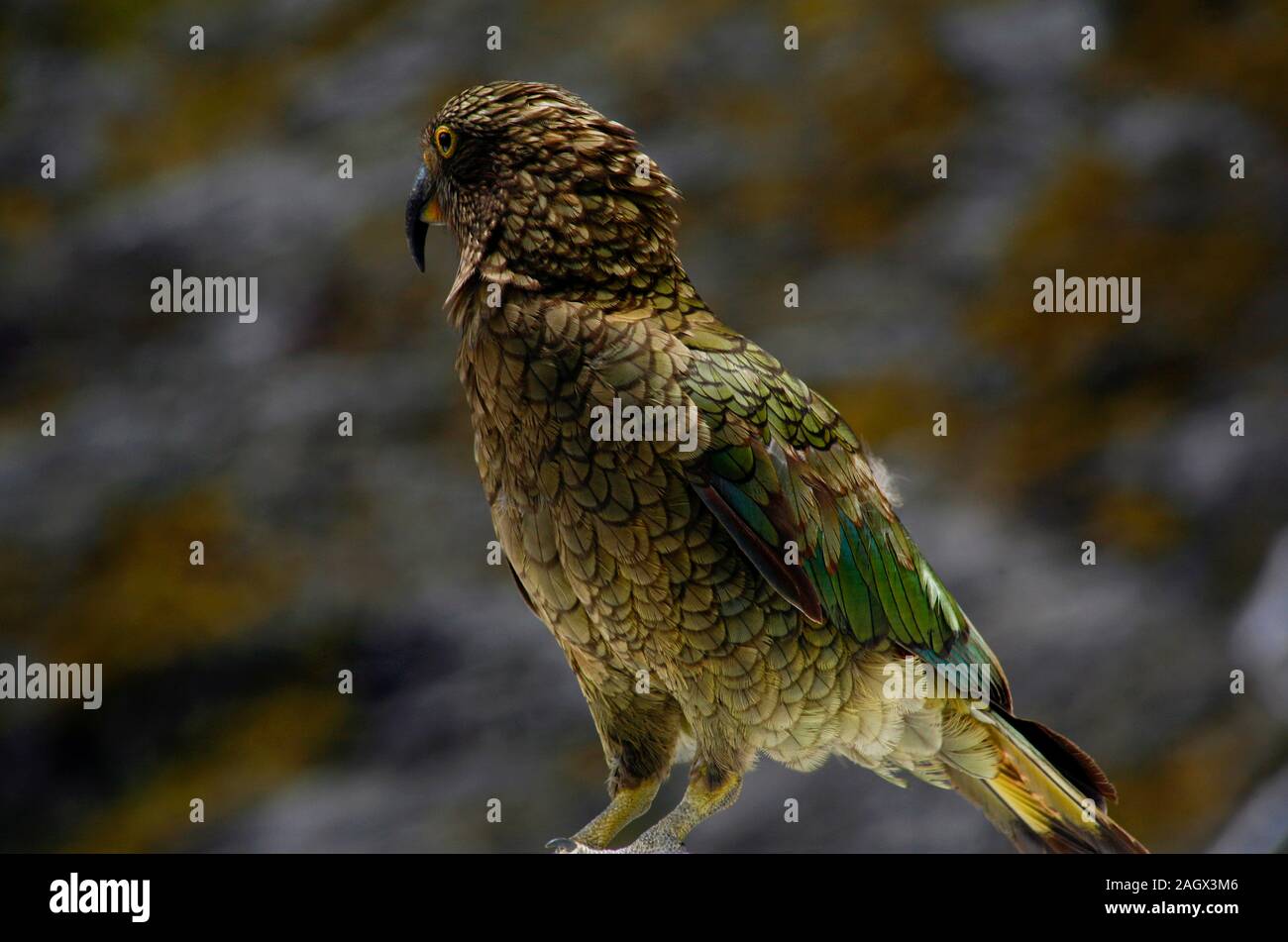 Kea bird hi-res stock photography and images - Alamy